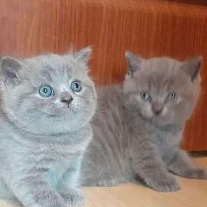 Британские котята