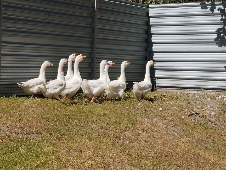 Гуси датский мамут