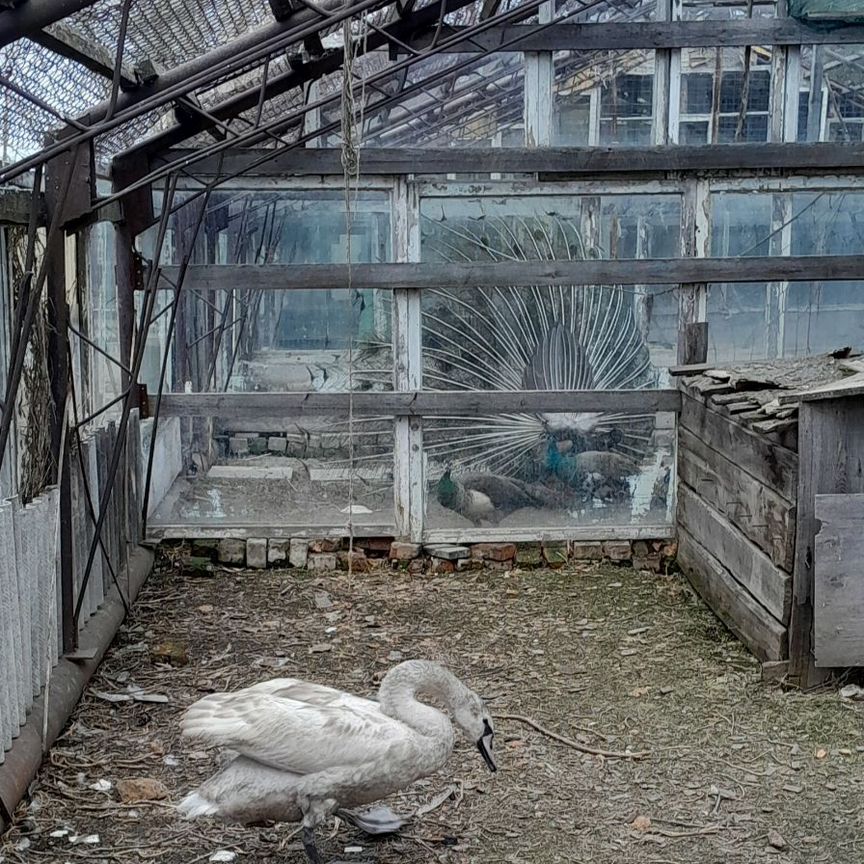 Лебеди шипуны