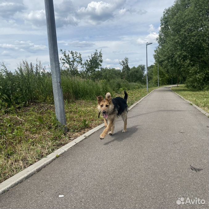 Замечательная девочка ищет добрые ручки