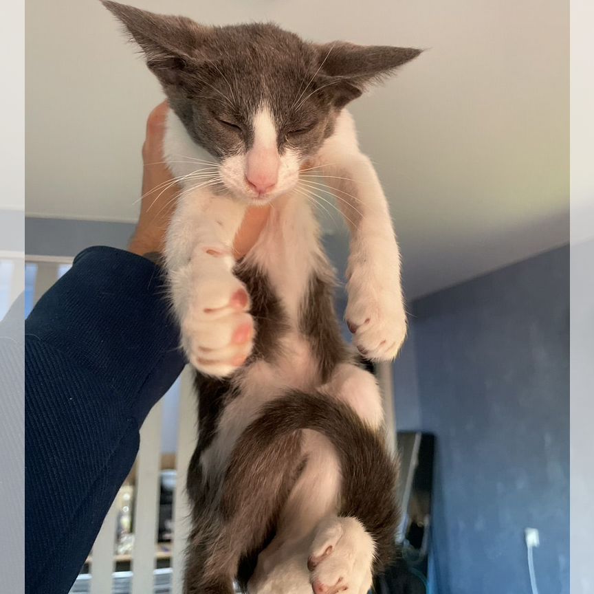 Ориентальный котёнок