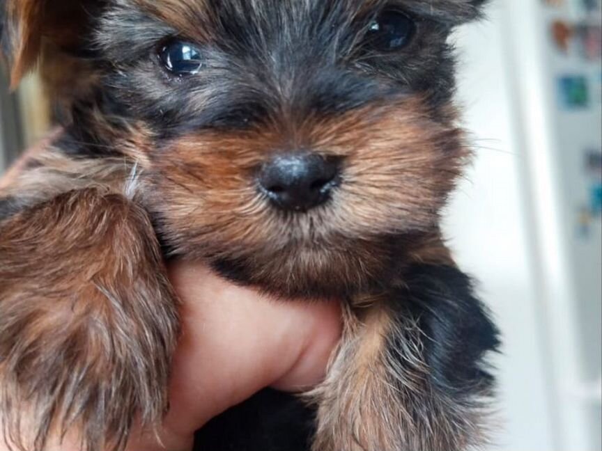 Йоркширский терьер