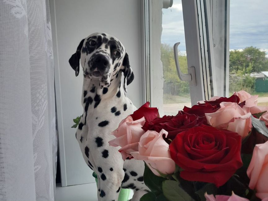 Собака долматинец