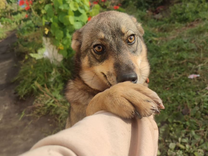 Щенок в добрые руки, 9 месяцев, девочка