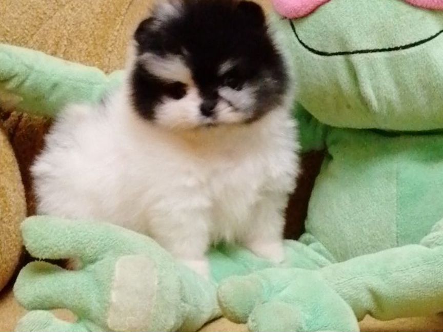 Кукляшная девочка шпица