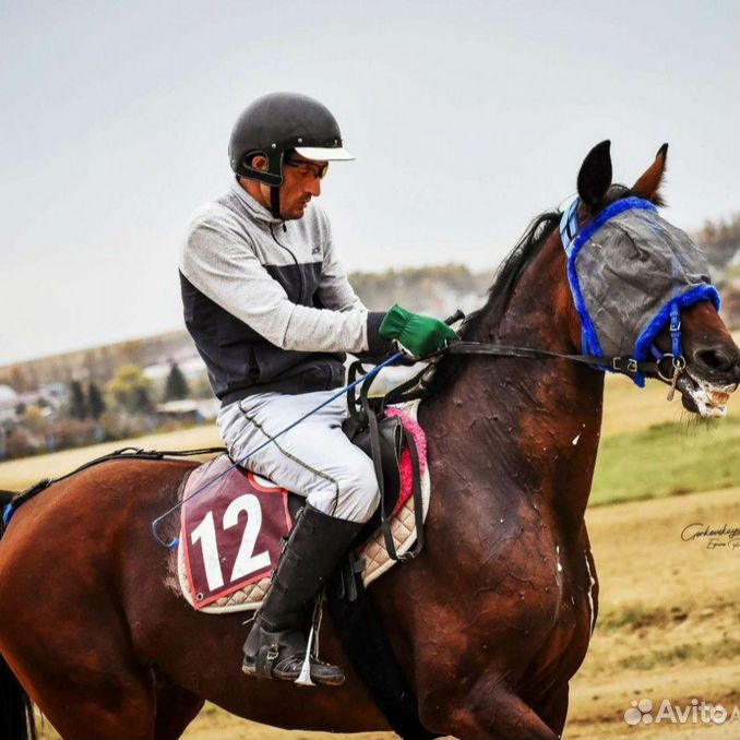 Лошадь Русский Рысак + жеребенок