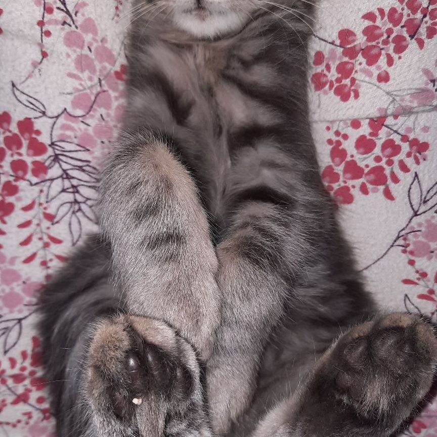 Котёнок