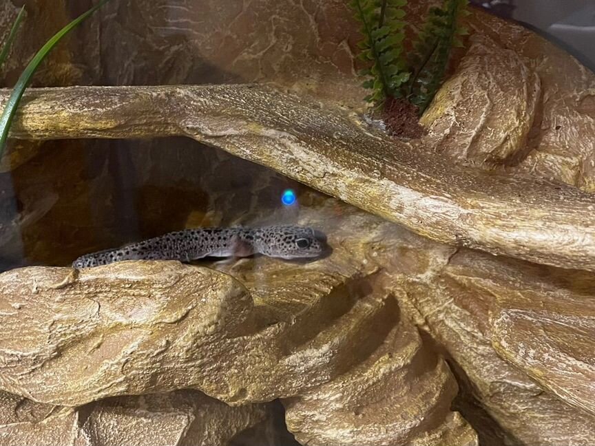 Террариум для эублефара бу