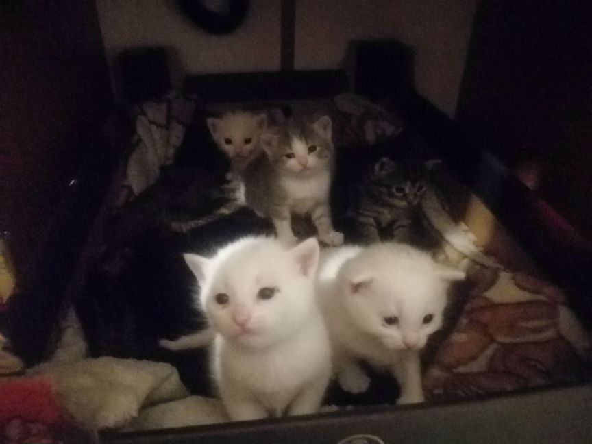 Котята помесь шотландский кошки