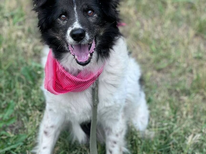 Пожилая собака хочет снова домой