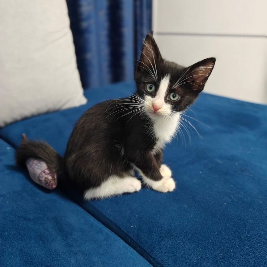 Игривый котенок Маркизик
