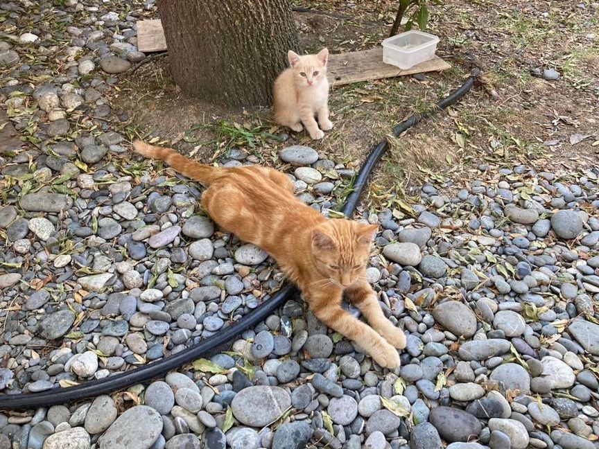 Кошки из санатория