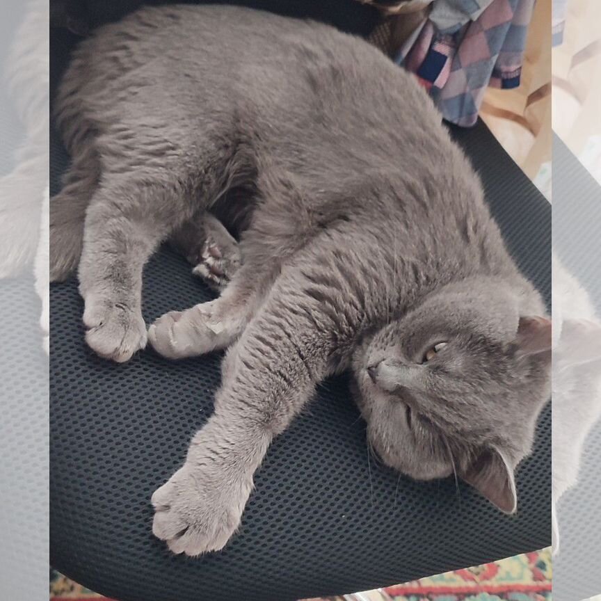 Отдам в добрые руки британскую кошечку