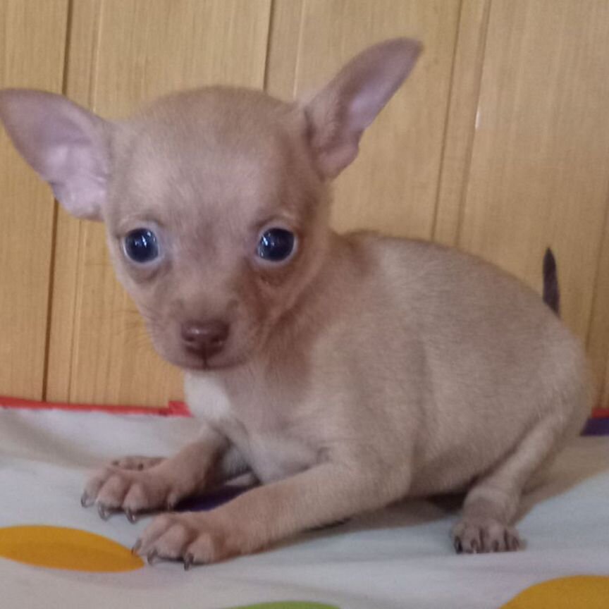 Русский той-терьер, щенок