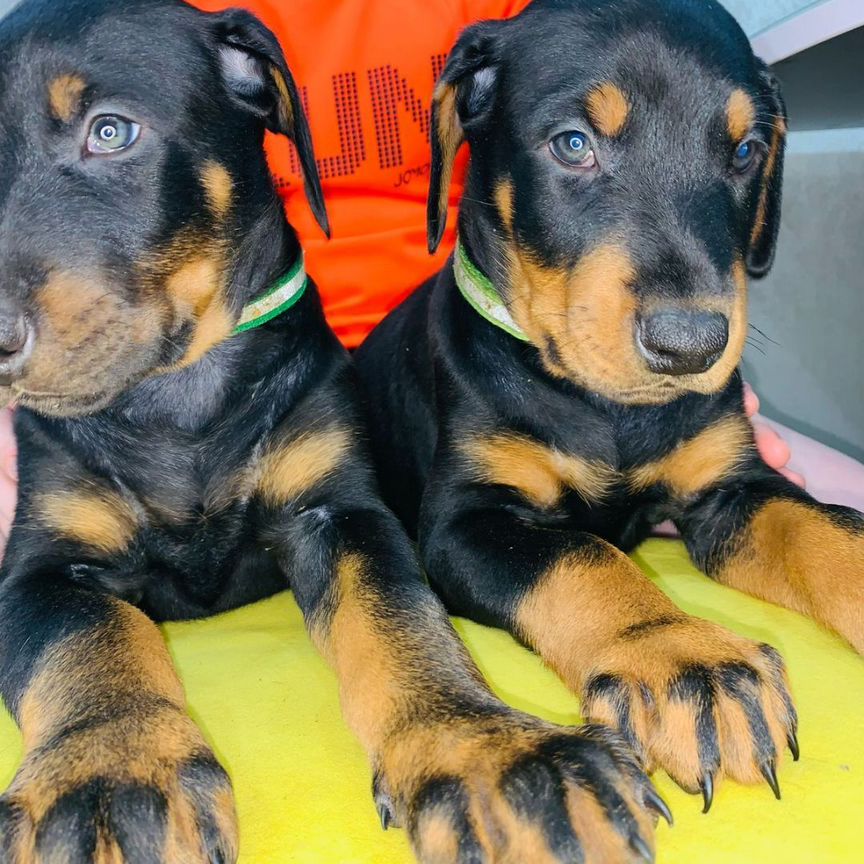 Добер детки