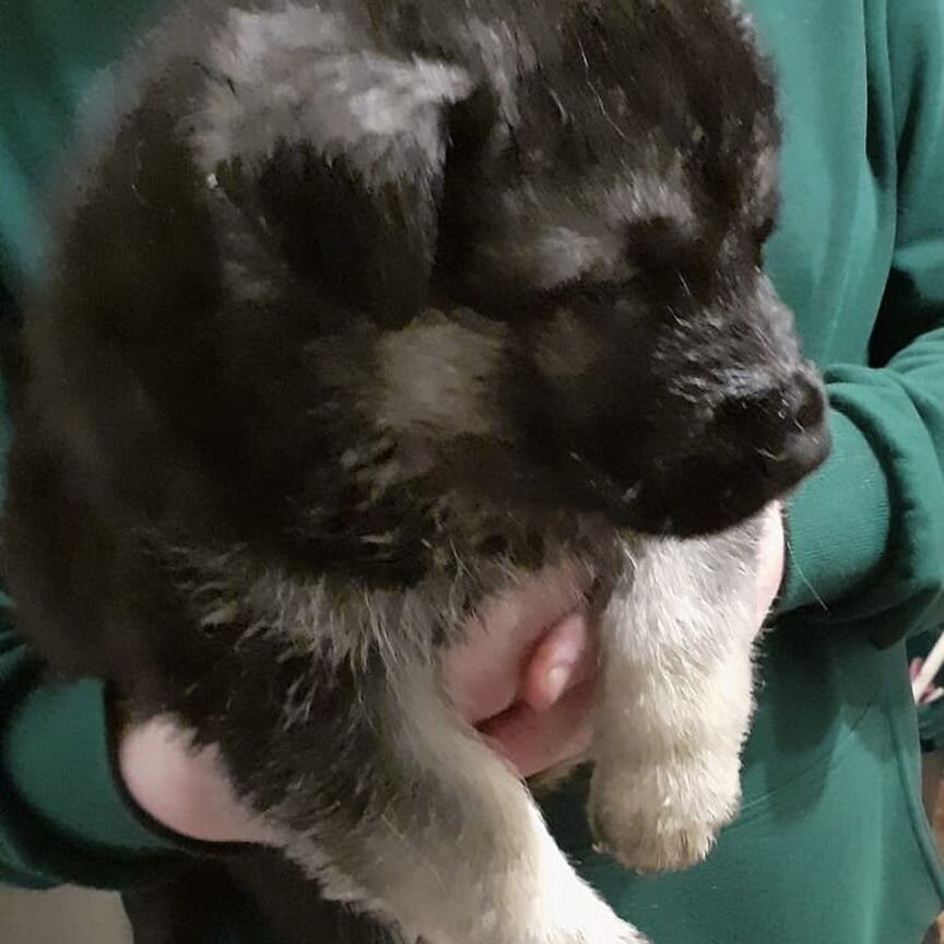 Восточноевропейская