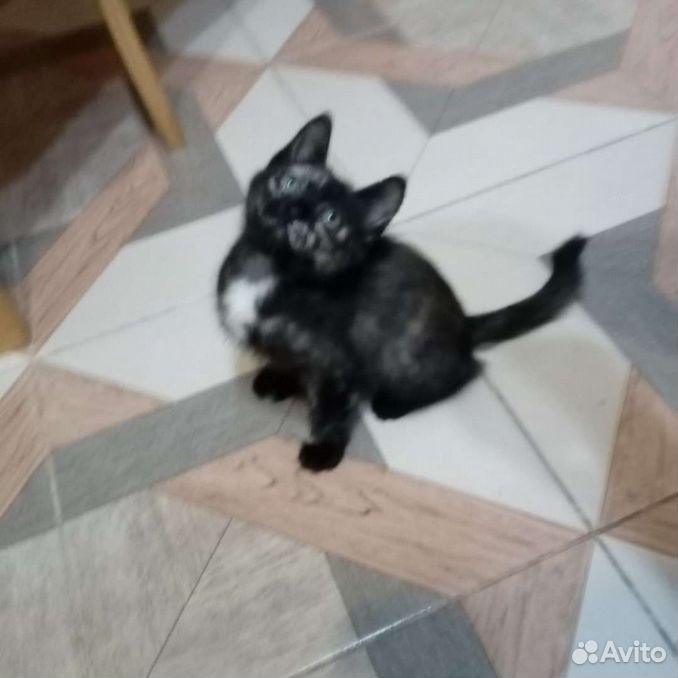 Кошка удачи Камэ (от японского Черепаха)