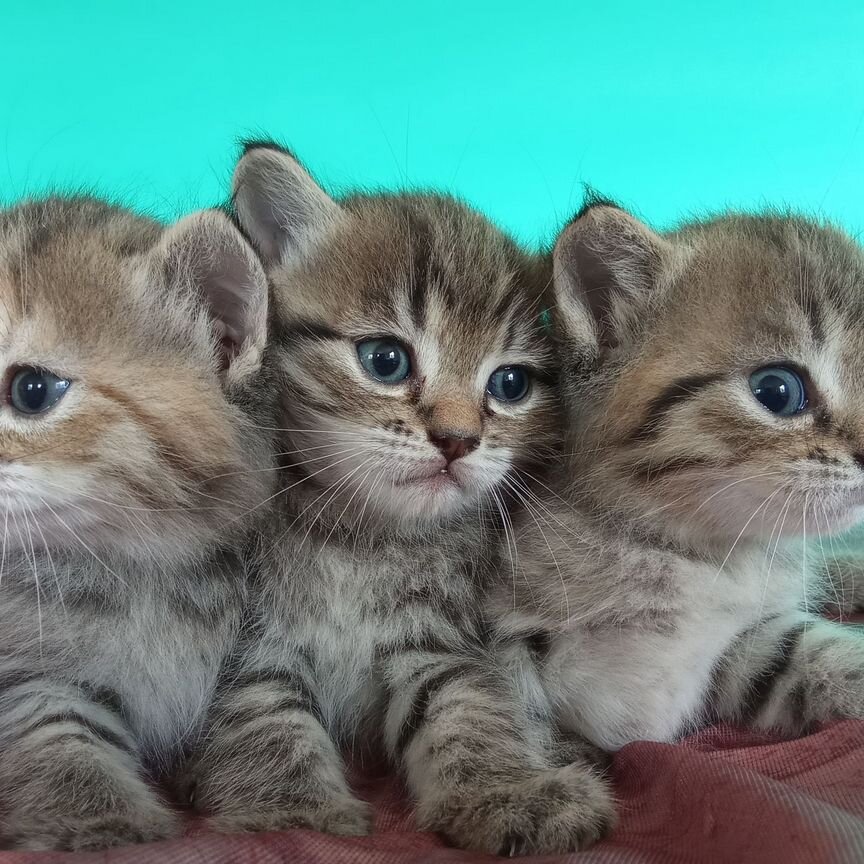 Шотландские котята