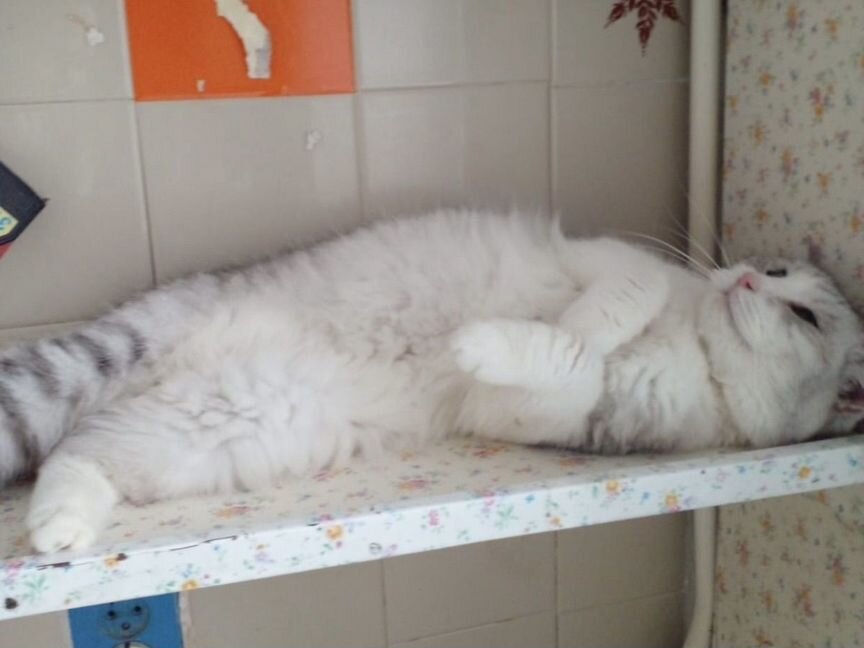 Одинокий ласковый кот