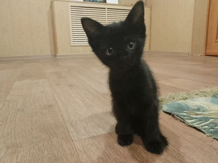 Отдам подарю бесплатно