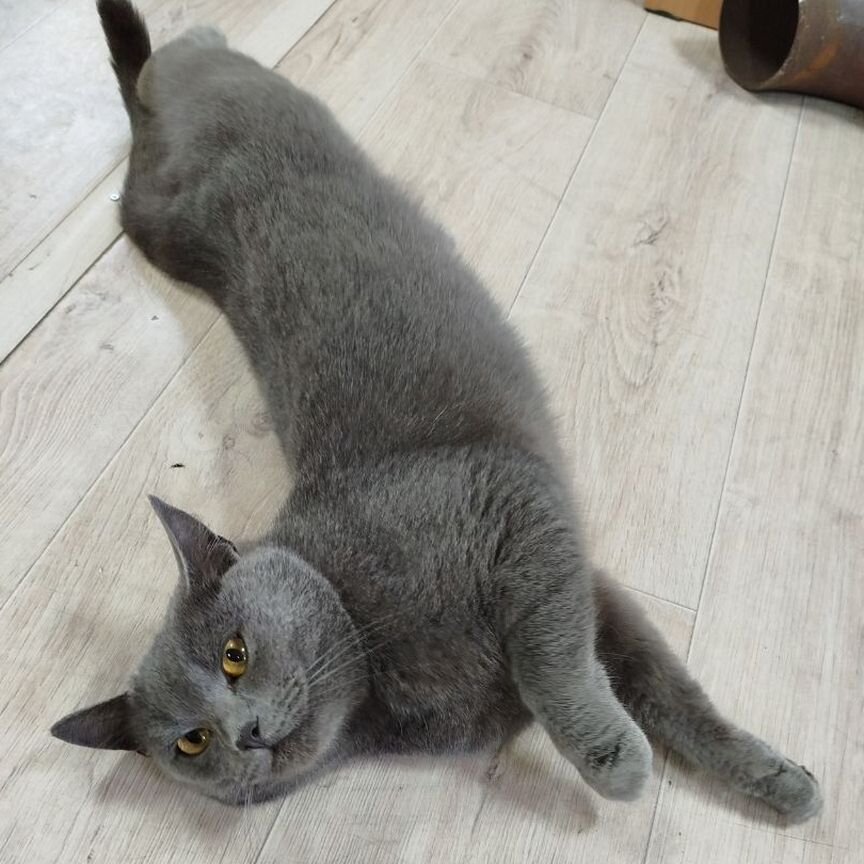 Взрослая, Девочка кошка в добрые руки