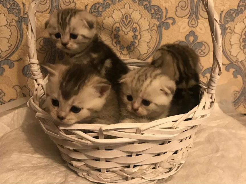 Котята - Британская шиншилла