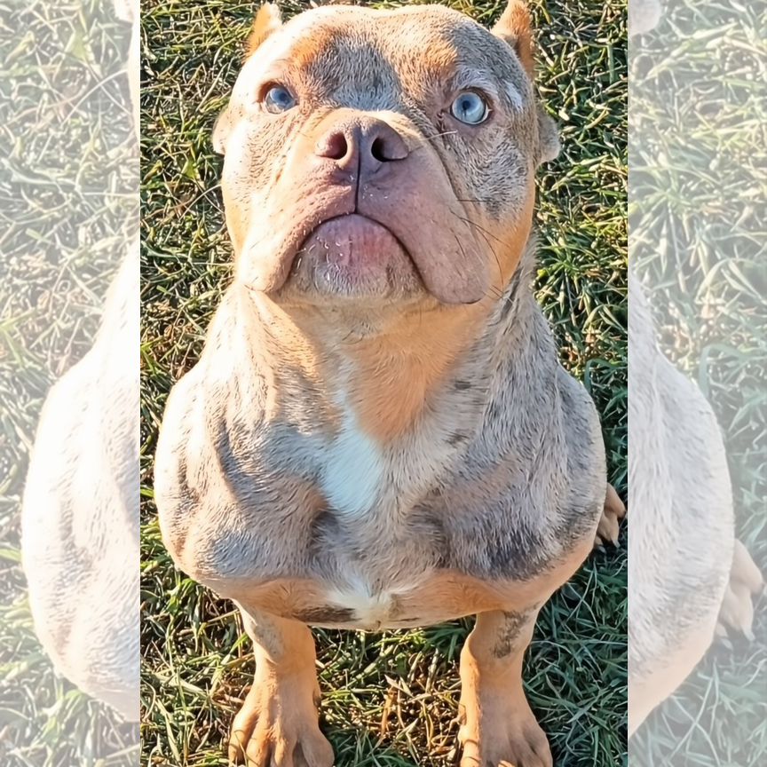 Американский булли, взрослый пёс