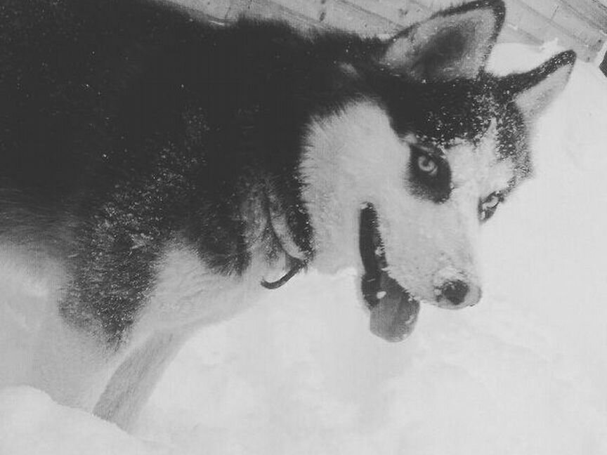 Собака в добрые руки Хаски