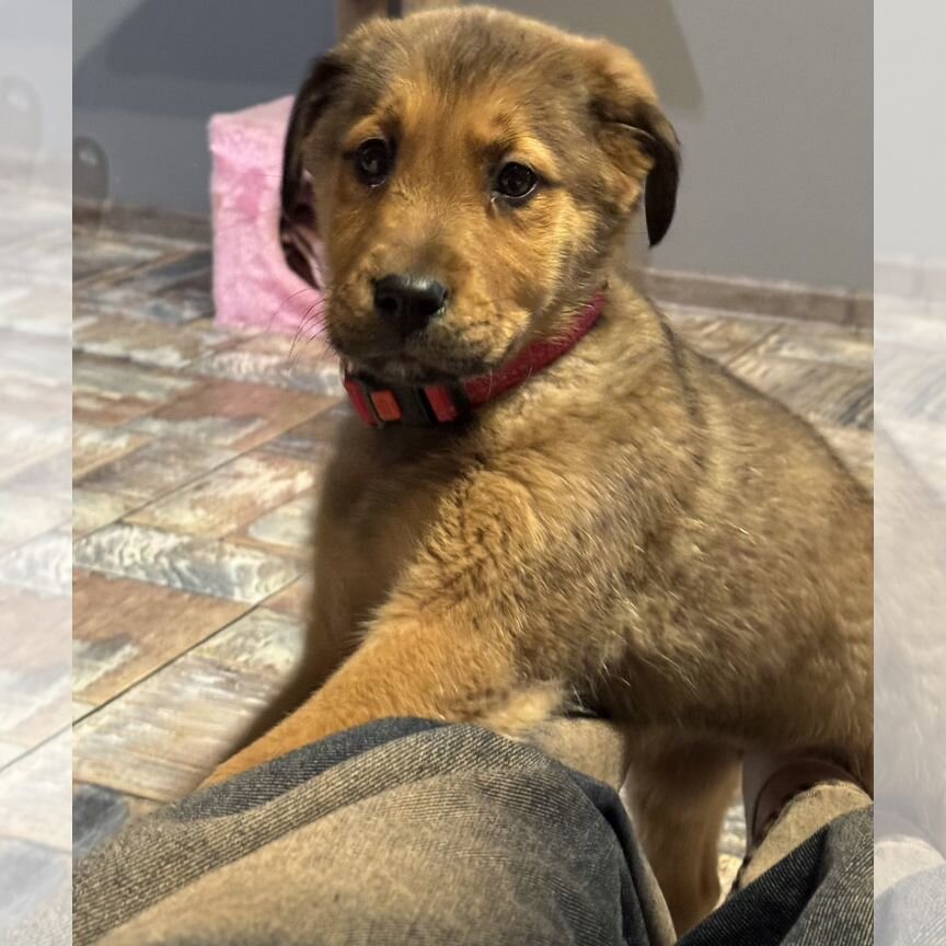 Тибетский мастиф, щенок