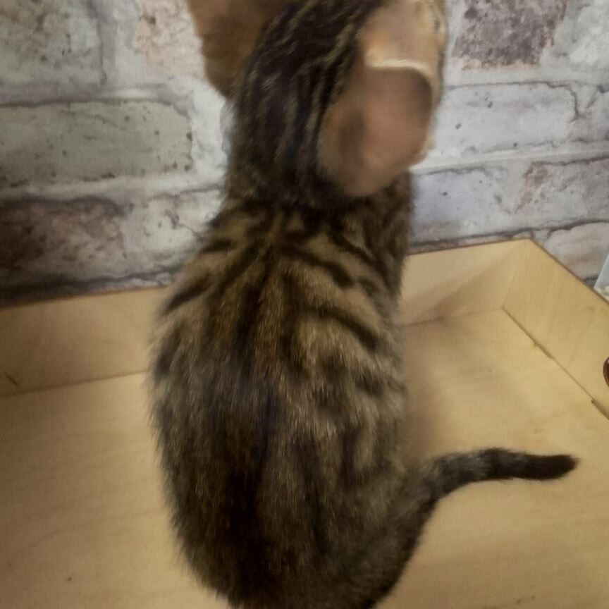 Продам котиков бенгалов