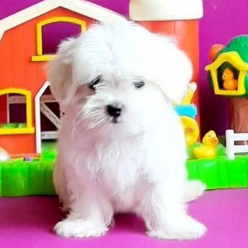 Мальтийская болонка, щенок