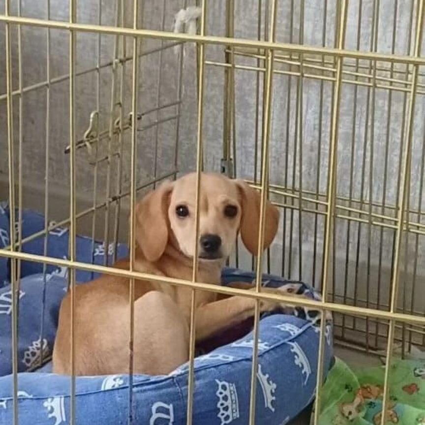 Маленькая собака