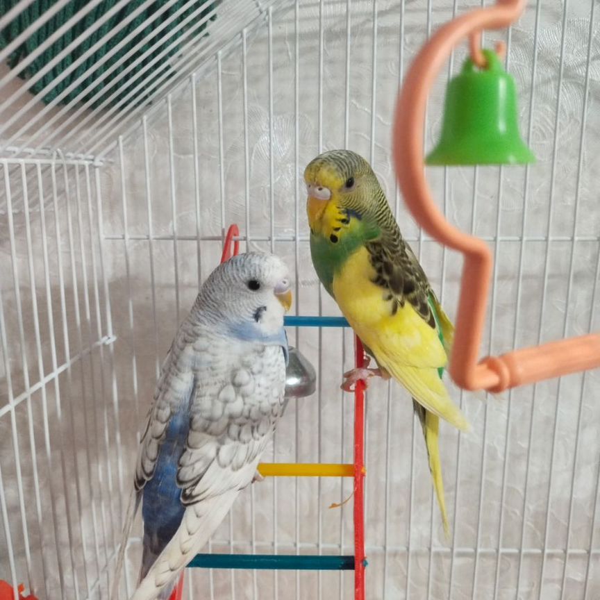Попугаи с клеткой