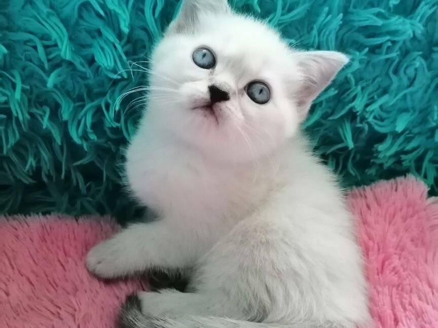 Шотландские котята