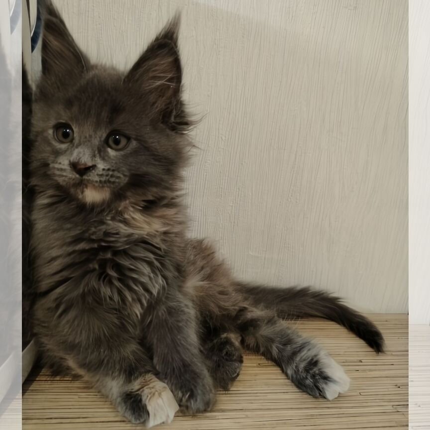 Мейн-кун котёнок