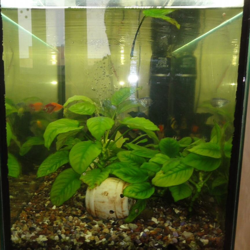 Продам аквариум с рыбами