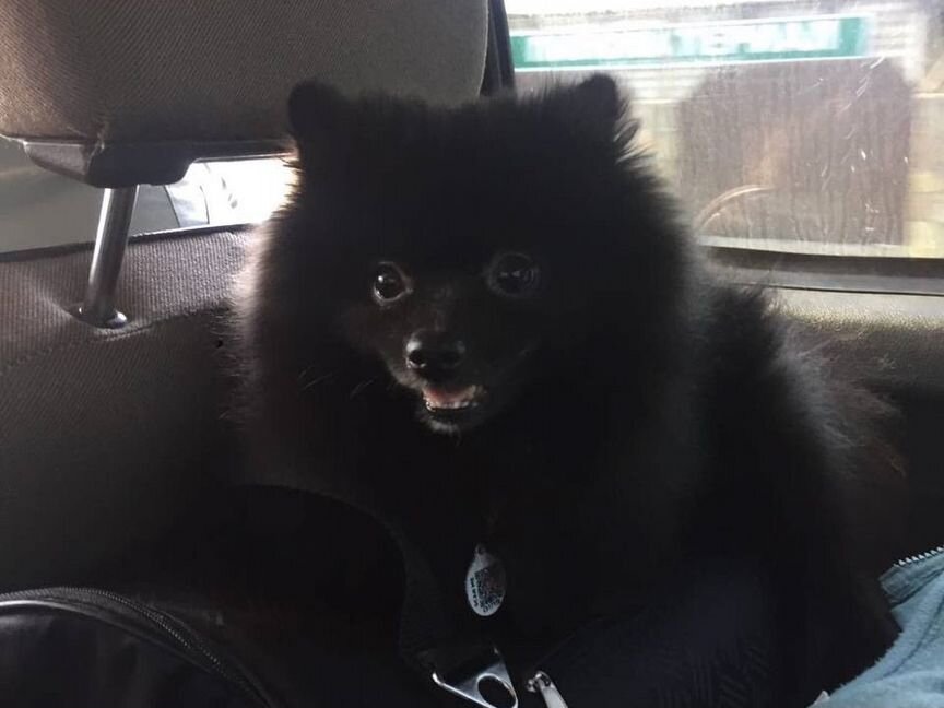 Шпиц черный немецкий