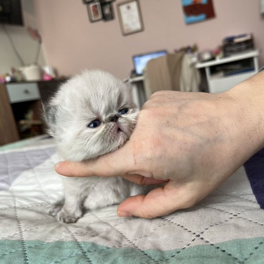 Персидская девочка