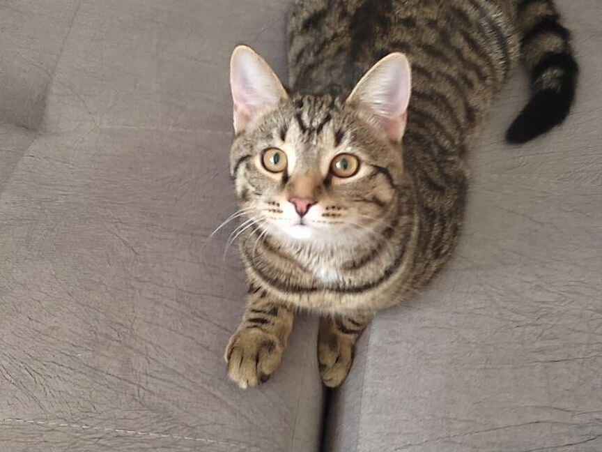 Отам котенка