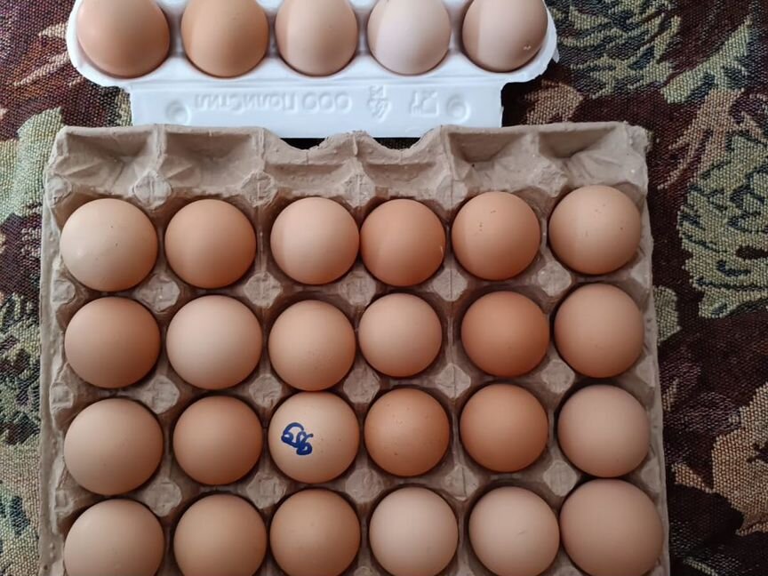 Инкубационное яйцо домашних кур
