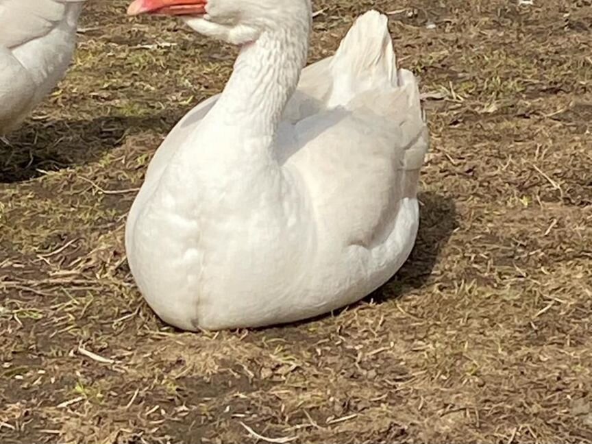 Гусь (молодой гусак ) с домашнего подворья