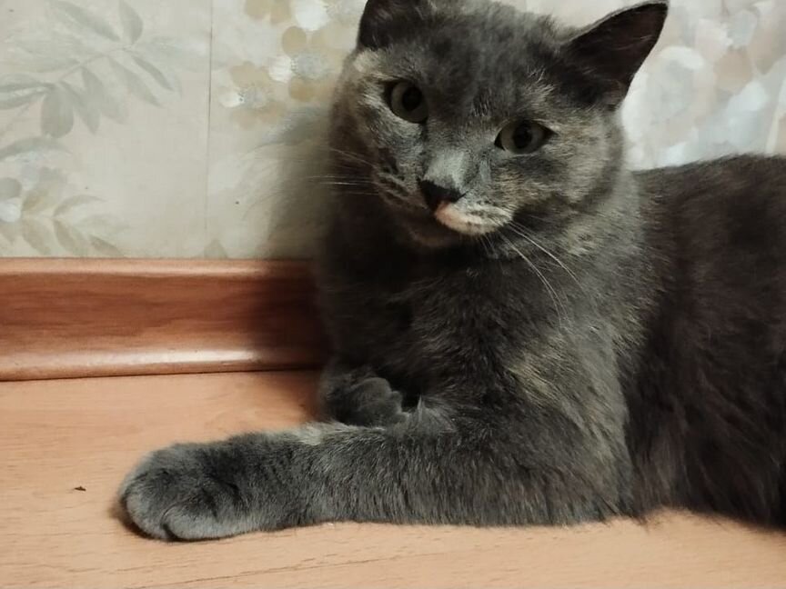 Гера в добрые руки