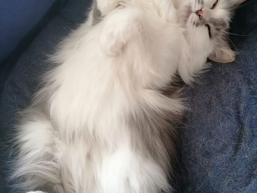 Шикарная пушистая кошка Снежана