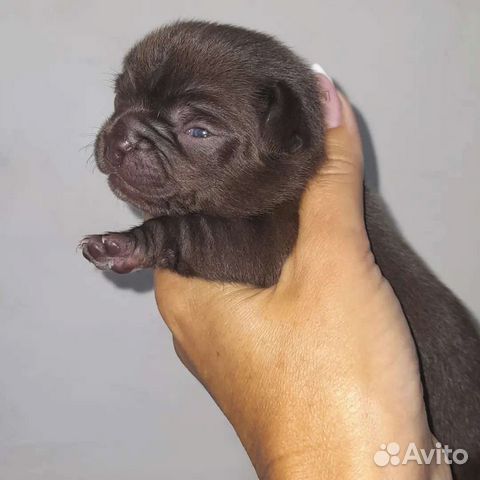 Щенки