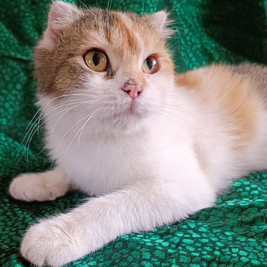 Вислоухого котенка выкинули хозяева