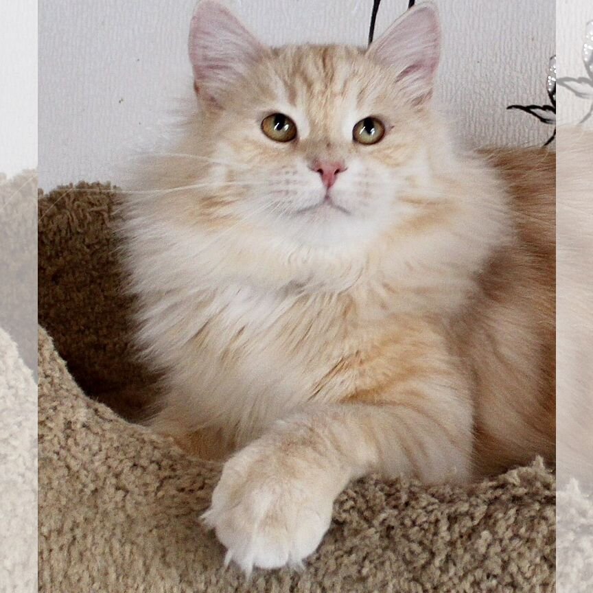 Сибирский котёнок