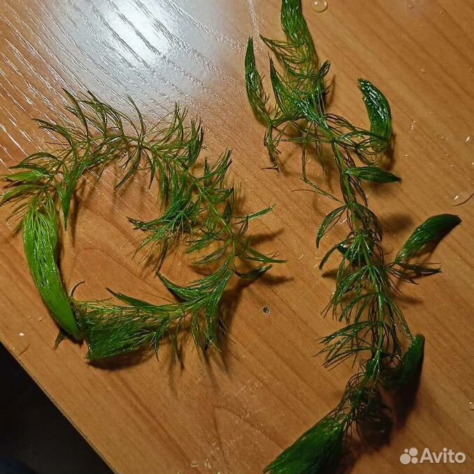 Роголистник в аквариум