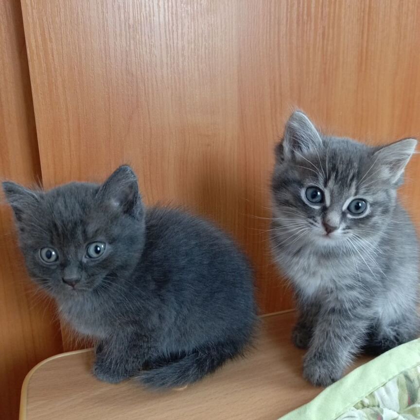 Котята в добрые руки бесплатно