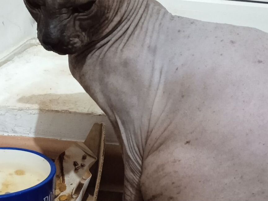 Донской сфинкс в добрые руки