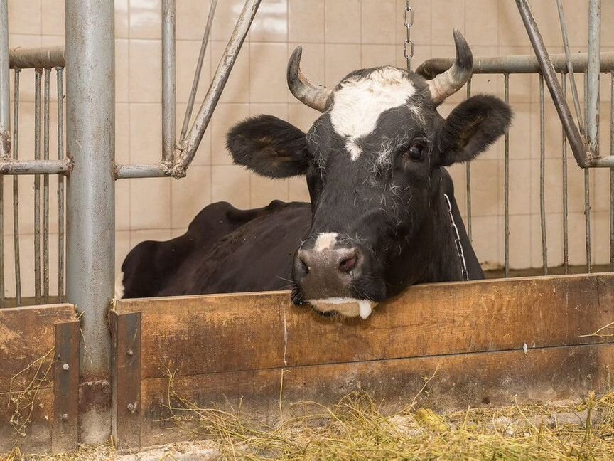 Комбикорм для крс, откорм